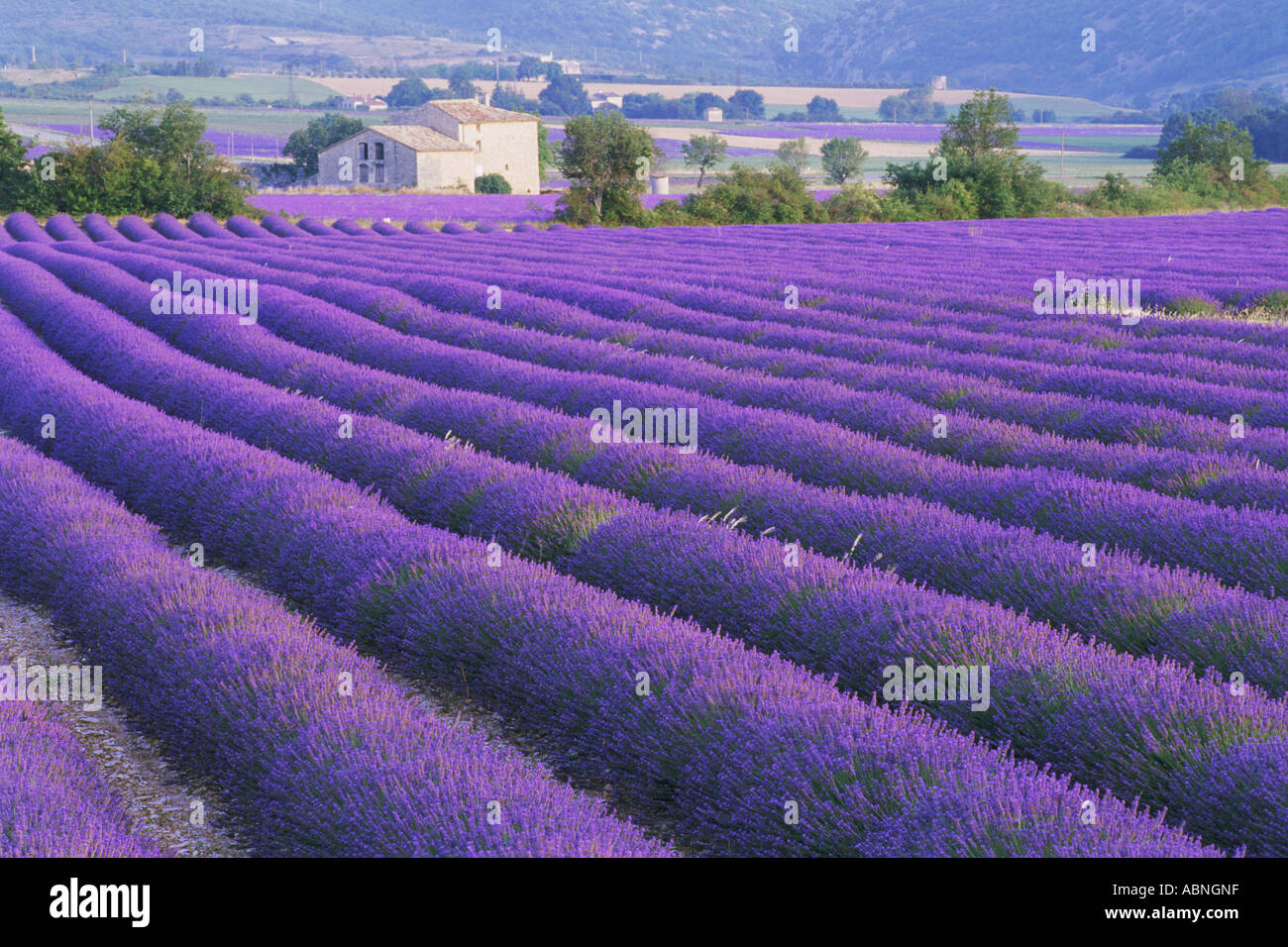 Lavender plantations hi-res stock photography and images - Alamy