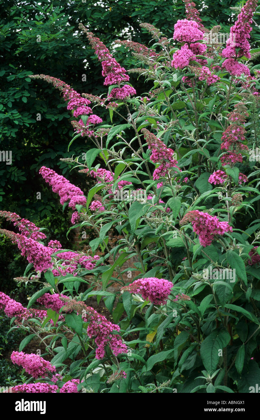Pink delight buddleia hi-res stock photography and images - Alamy