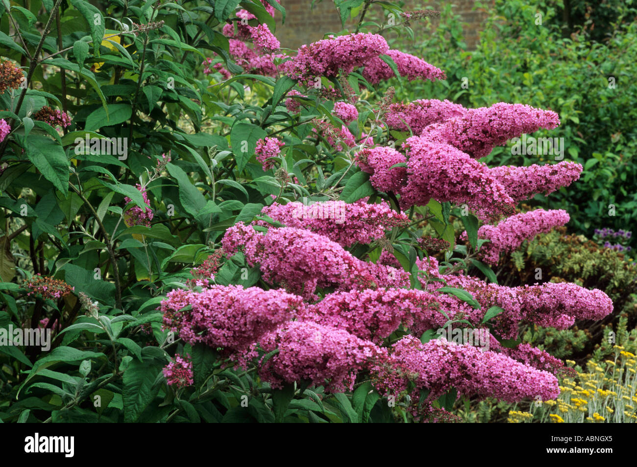 Pink buddleias hi-res stock photography and images - Alamy