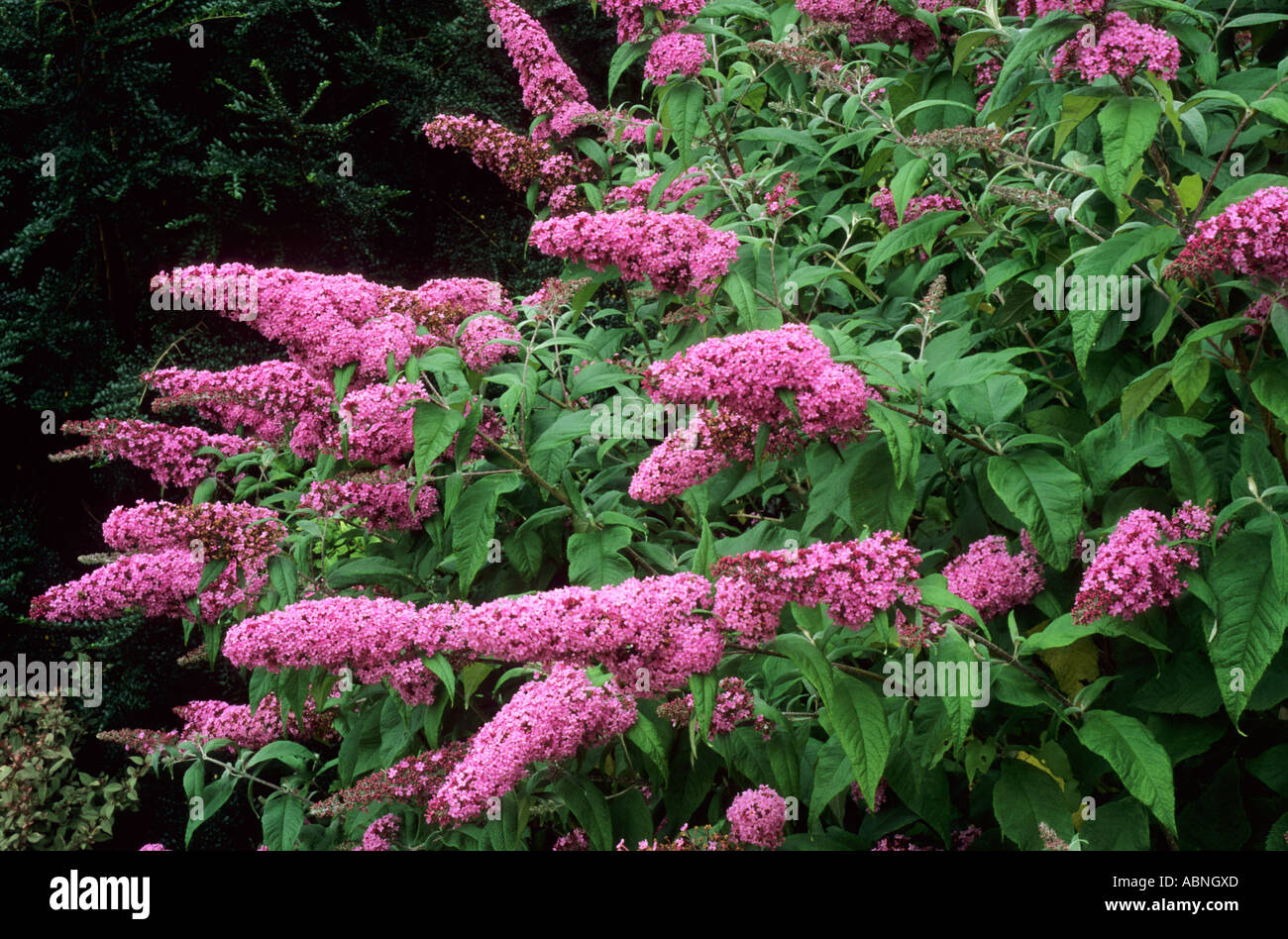 Pink delight buddleia hi-res stock photography and images - Alamy