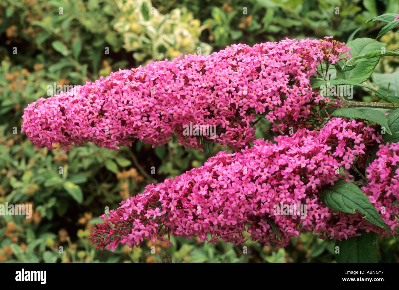 Pink delight buddleia hi-res stock photography and images - Alamy