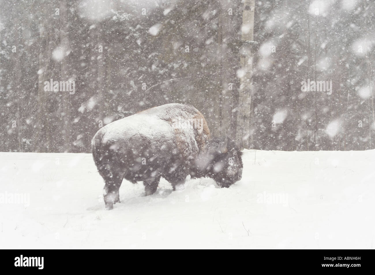 Buffalo in snowstorm hi-res stock photography and images - Alamy