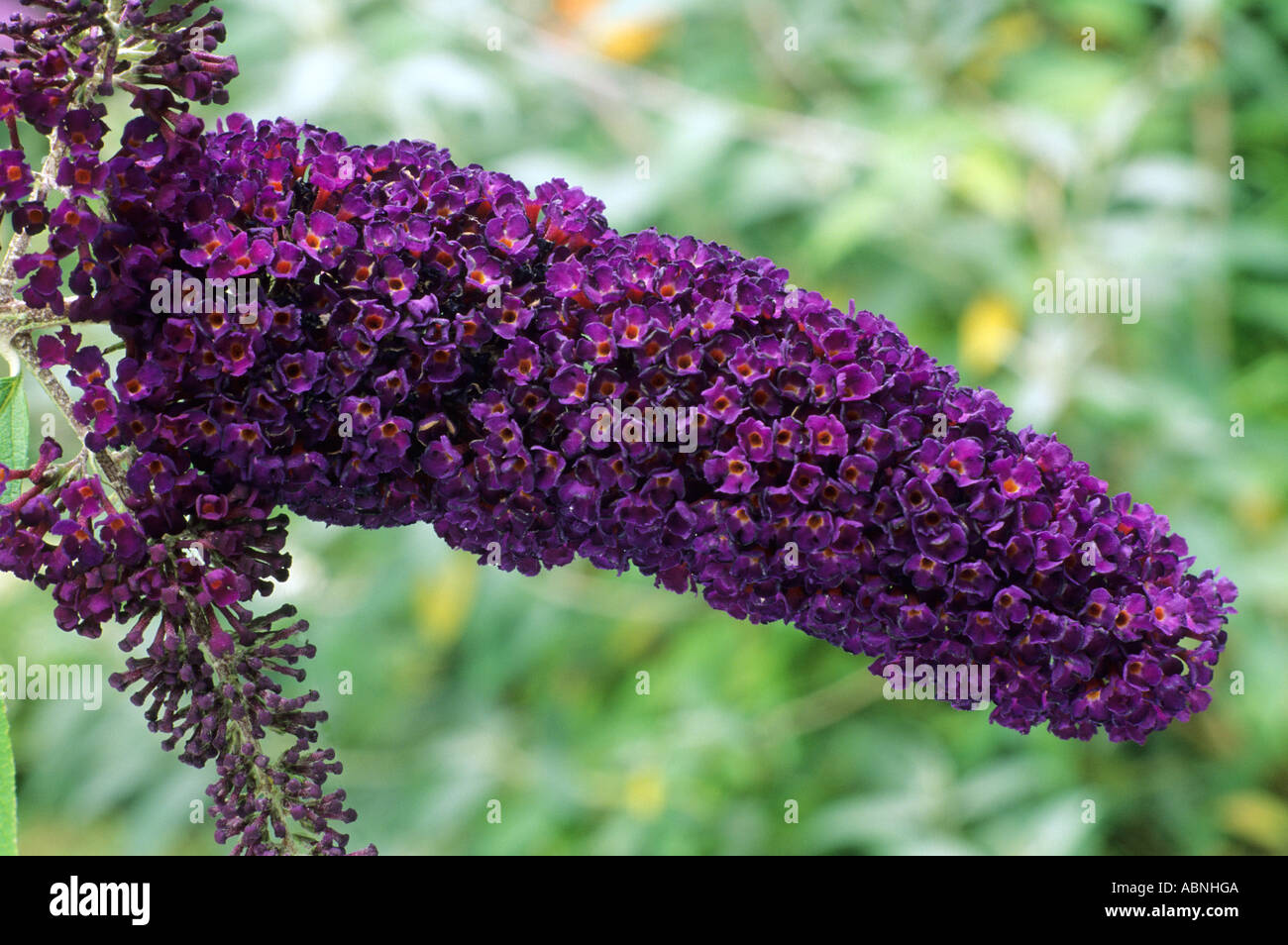 Buddleia davidii 'Black Knight' , Butterfly Bush, dark purple flower ...