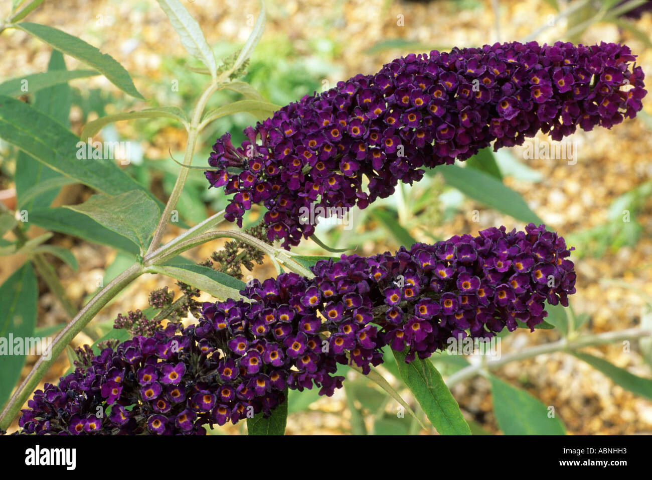Buddleia davidii 'Black Knight' , Butterfly Bush, dark purple flower ...