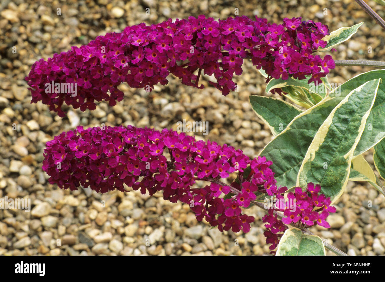 Harlequin butterfly hi-res stock photography and images - Alamy