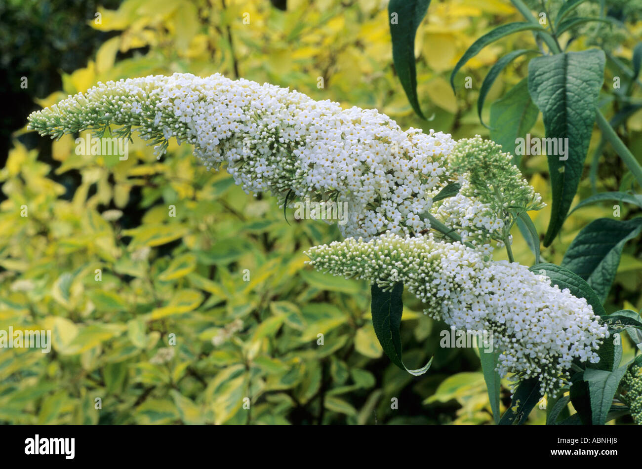 Buddleia buddleja davidii white bouquet hi-res stock photography and ...