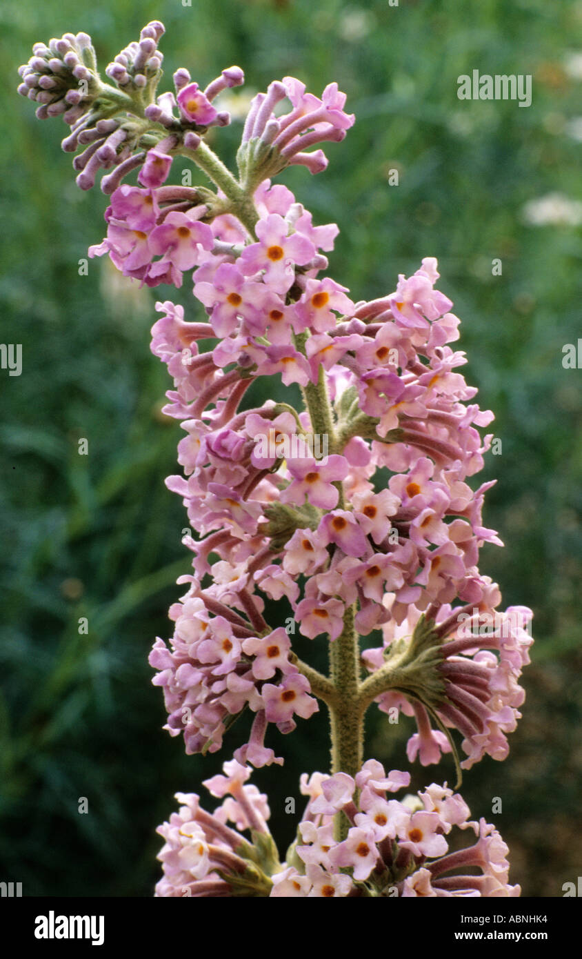 Buddleja officinalis hi-res stock photography and images - Alamy