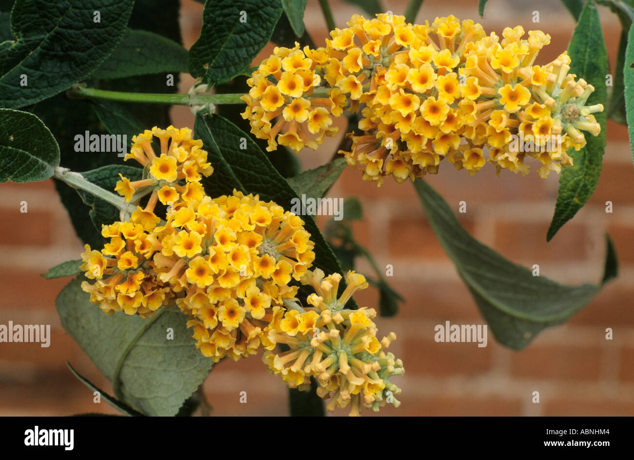 Buddleia x weyeriana, yellow flower, garden plant, Buddleja buddlejas ...