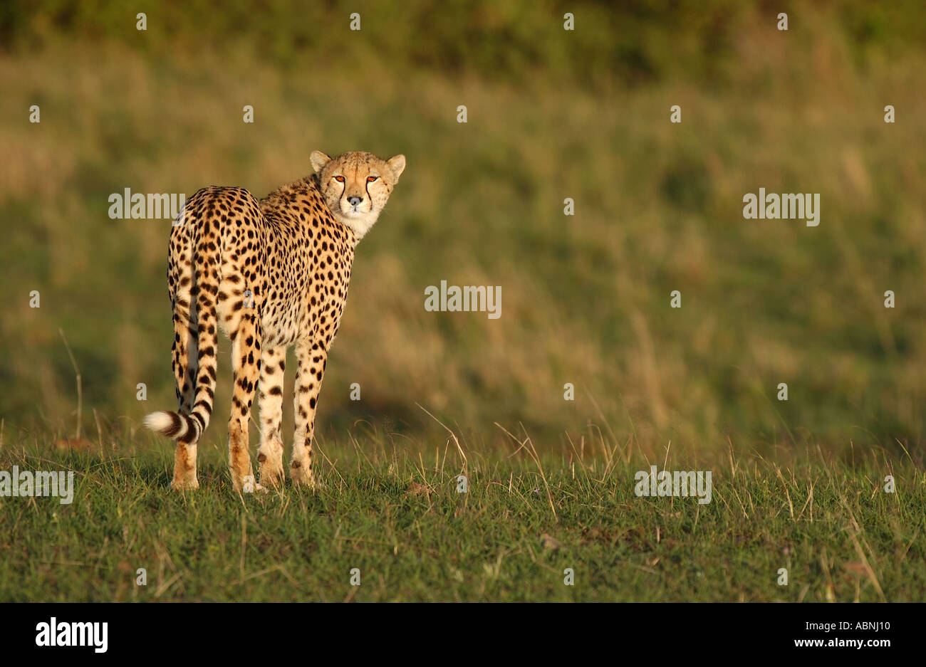Cheetah looking back Masaii Mara Kenya Stock Photo - Alamy
