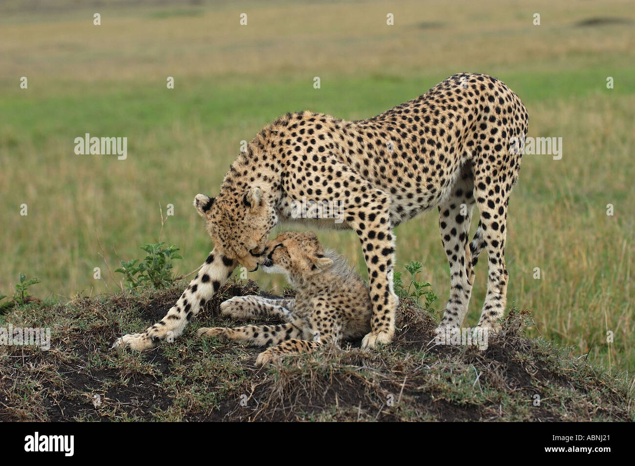 Cheetah mother standing over cub Masaii Mara Kenya Stock Photo - Alamy
