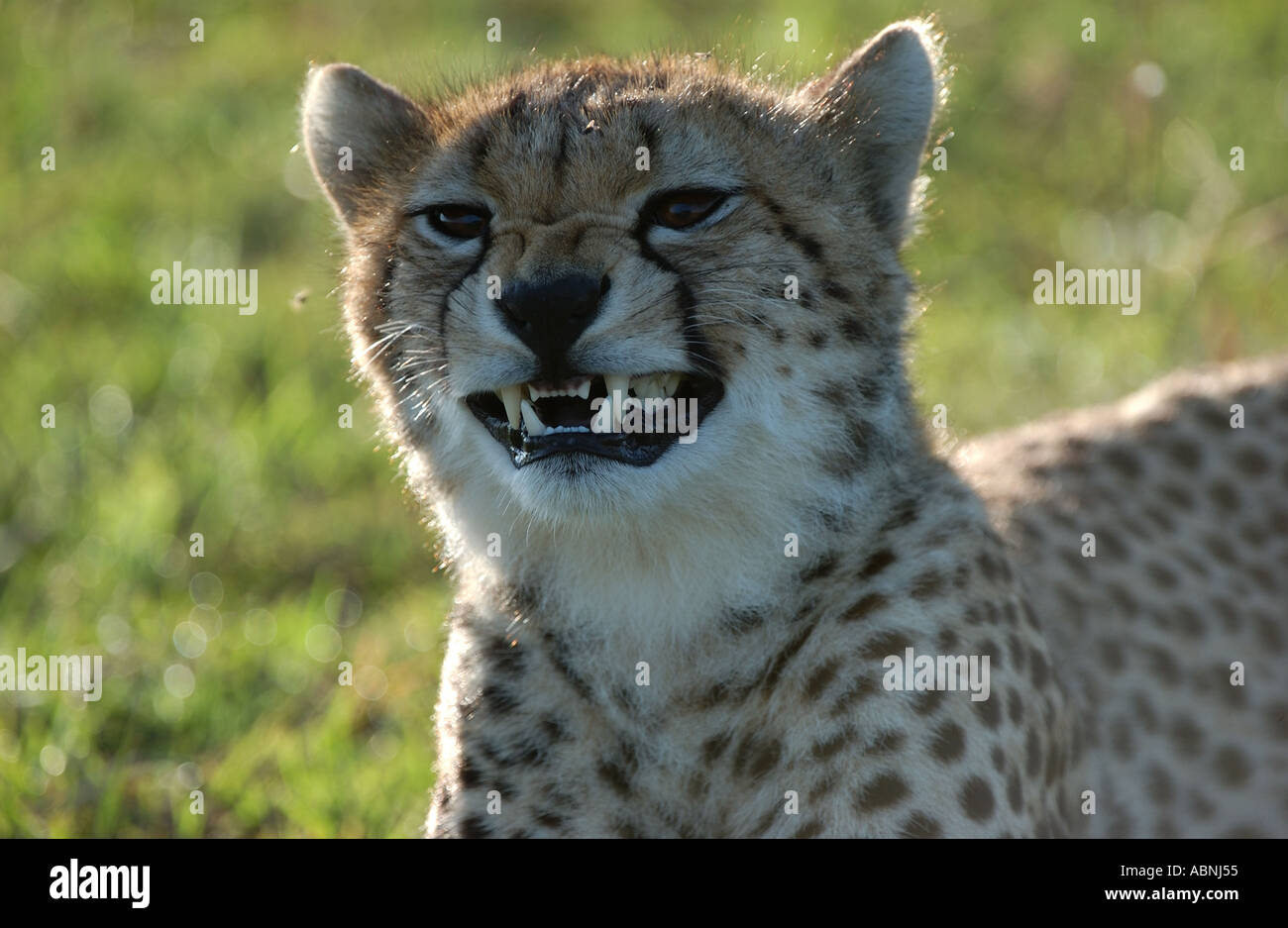 Smiling Cheetah