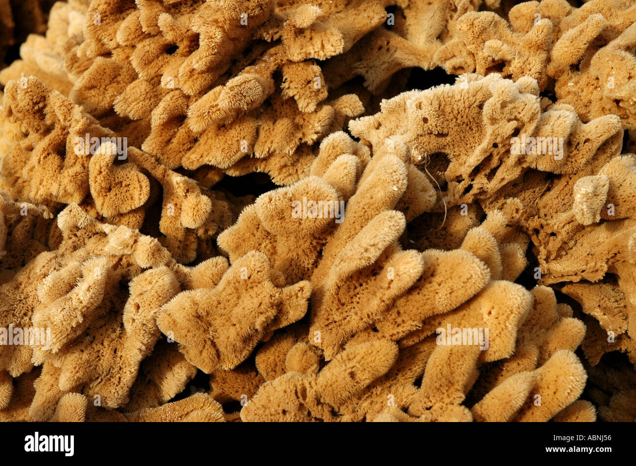 Tarpon Springs FL Sponges on Display at the Sponge Docks Stock Photo ...
