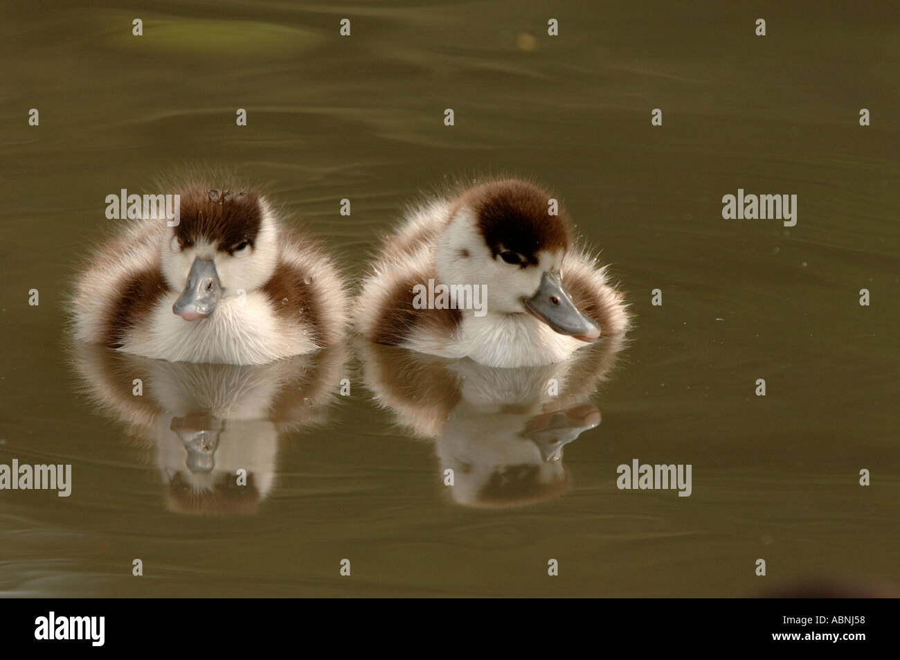 The pied duck hi-res stock photography and images - Alamy