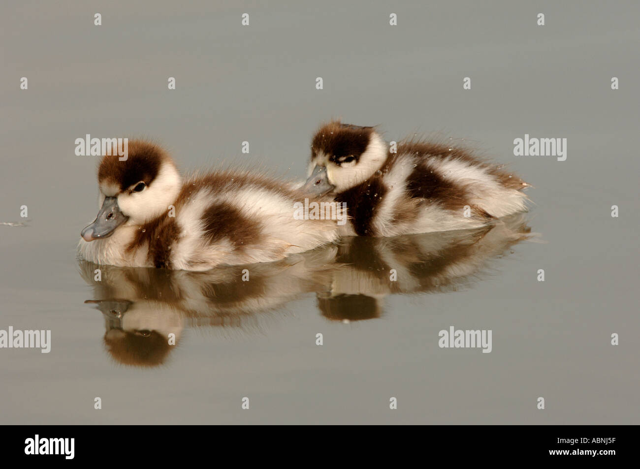 Shelduck chick uk hi-res stock photography and images - Alamy