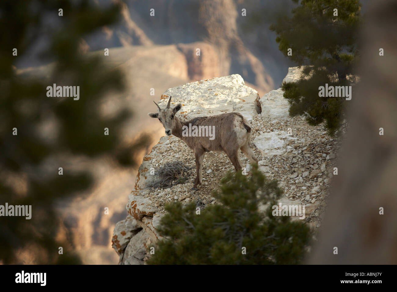 Mountain Goat, Grand Canyon, Arizona, USA Stock Photo - Alamy
