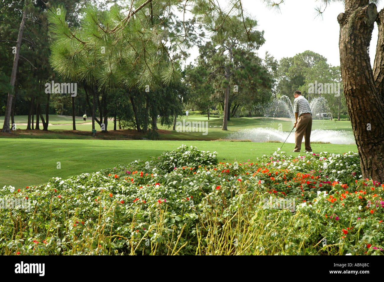 Tarpon Springs Florida Westin Innisbrook Resort Copperhead Golf Course ...