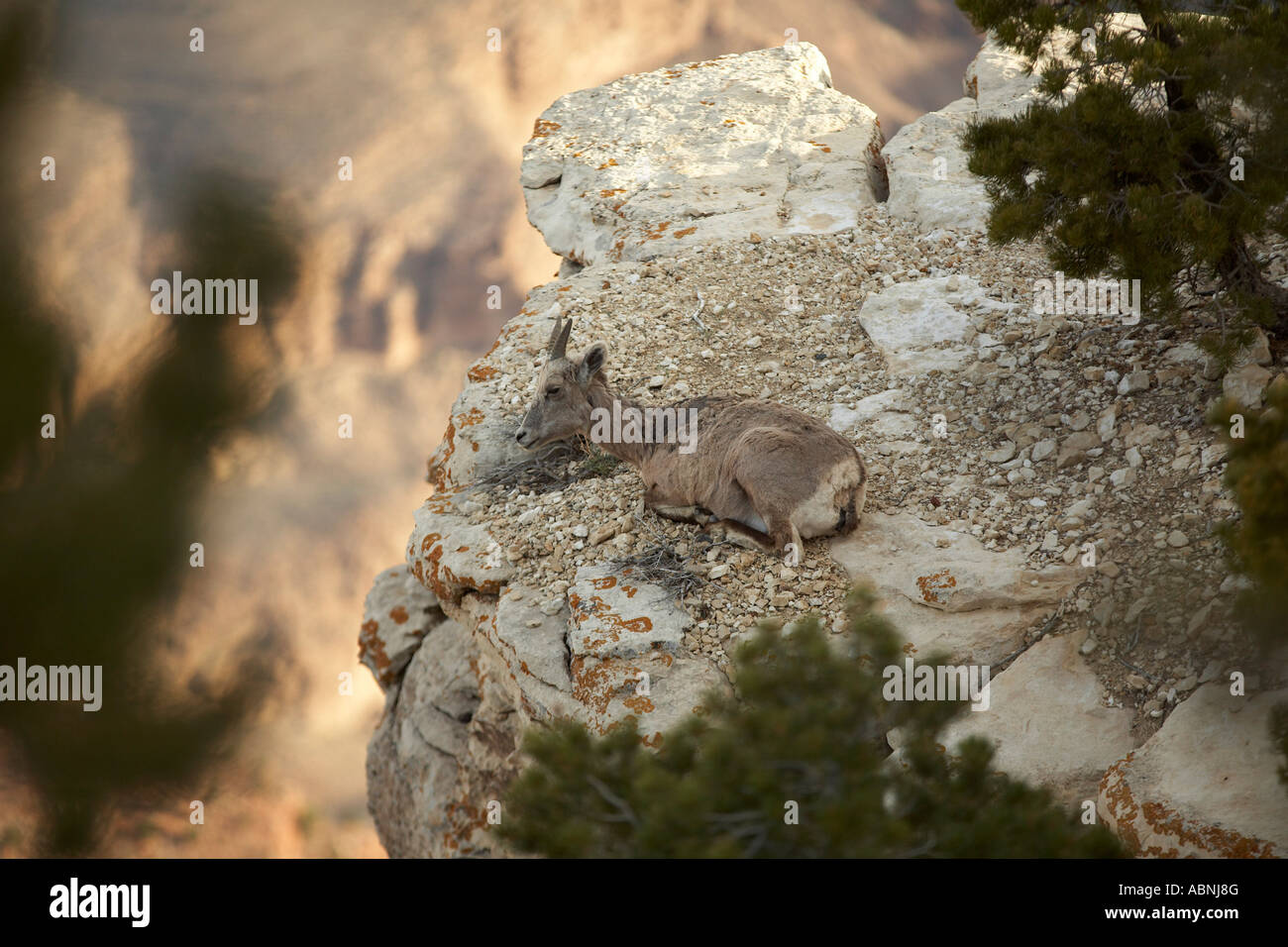 Mountain Goat, Grand Canyon, Arizona, USA Stock Photo - Alamy