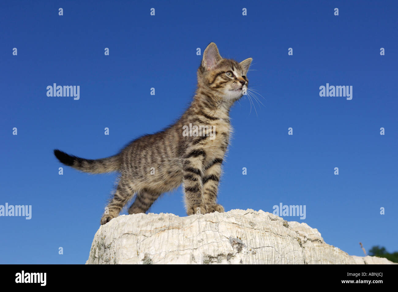 Kitten standing on rock hi-res stock photography and images - Alamy