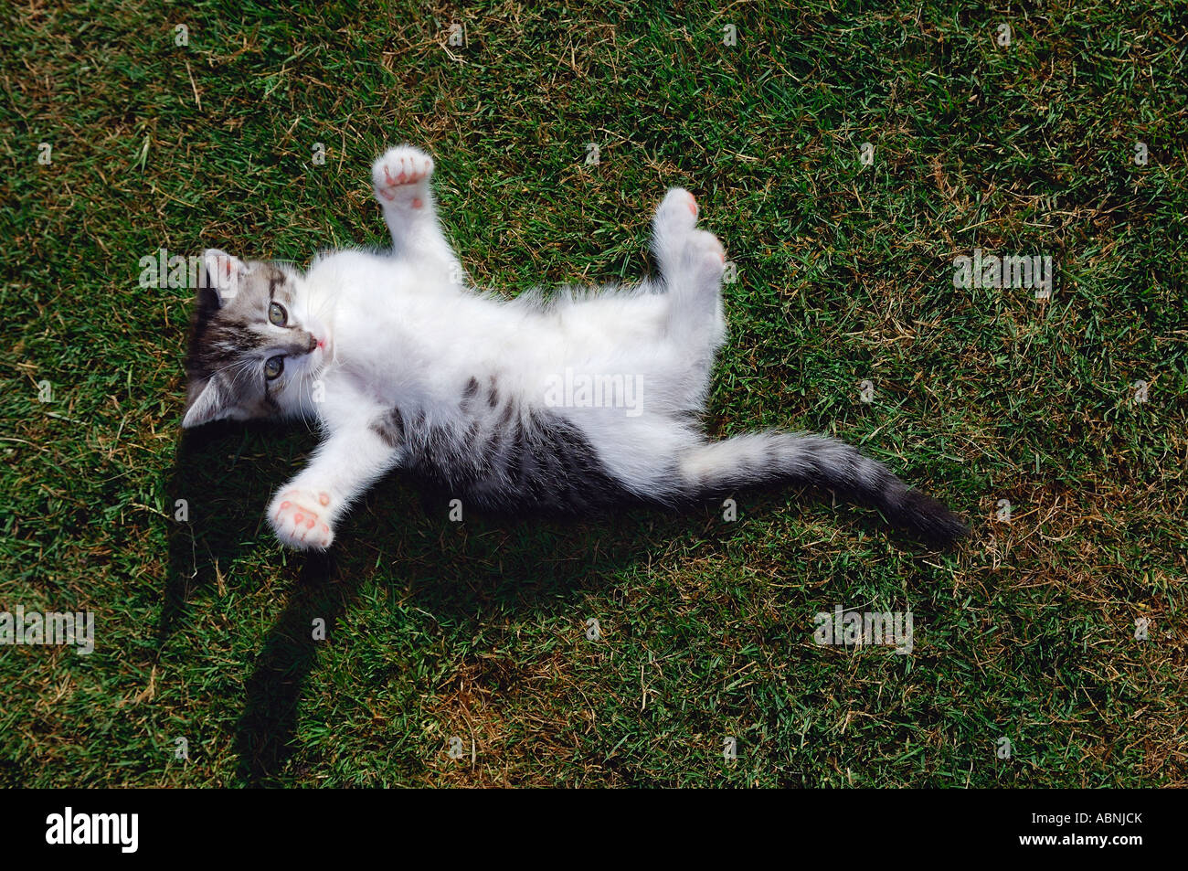Cat Laying On Back High Resolution Stock Photography and Images - Alamy