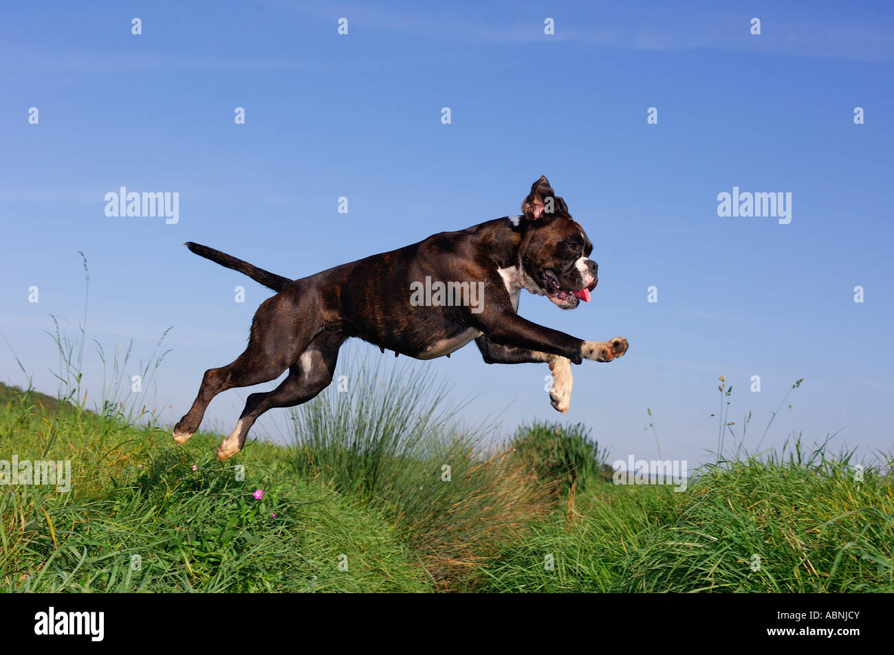 Dog in mid leap hi-res stock photography and images - Alamy