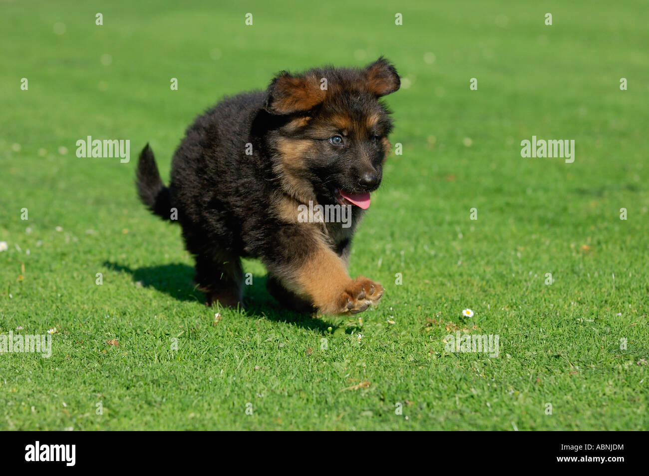 Puppy Running in Meadow Stock Photo - Alamy
