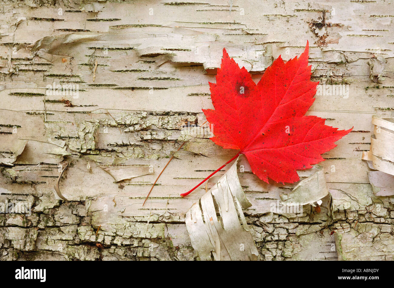 Red Maple Leaf, Algonquin Provincial Park, Ontario, Canada Stock Photo ...