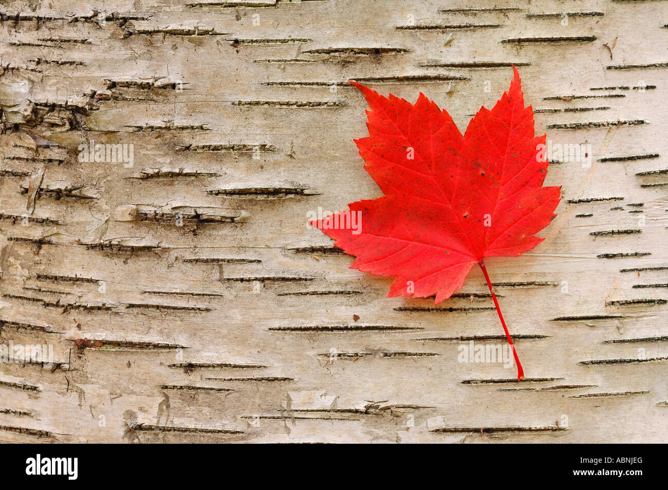 Red Maple Leaf, Algonquin Provincial Park, Ontario, Canada Stock Photo ...