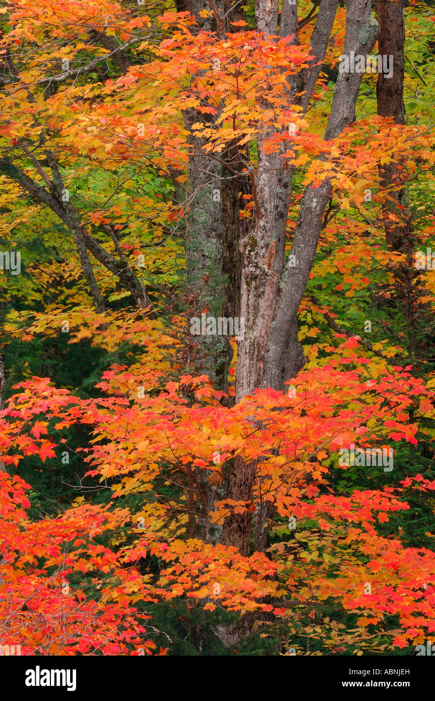 Maple Tree in Autumn, Algonquin Provincial Park, Ontario, Canada Stock ...