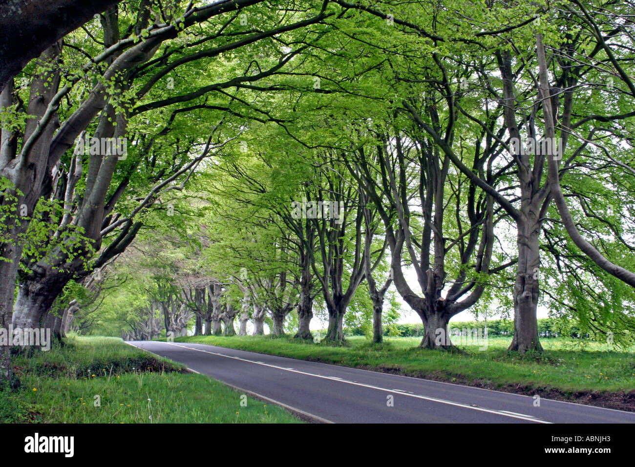 Arch tree lined avenue hi-res stock photography and images - Alamy