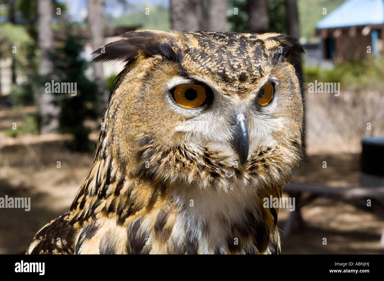 Portrait of Owl Stock Photo - Alamy