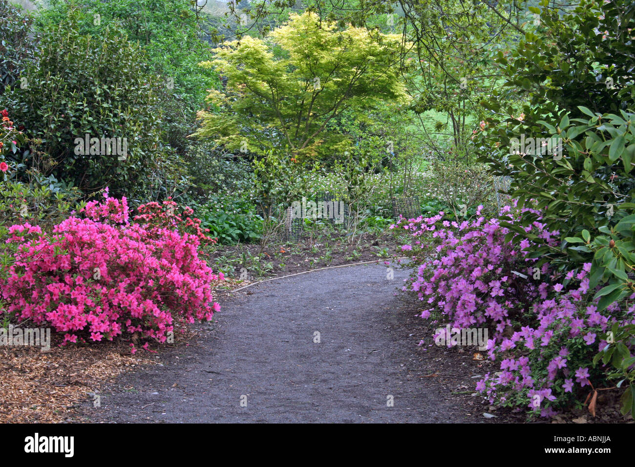 Azalea hybrids hi-res stock photography and images - Alamy