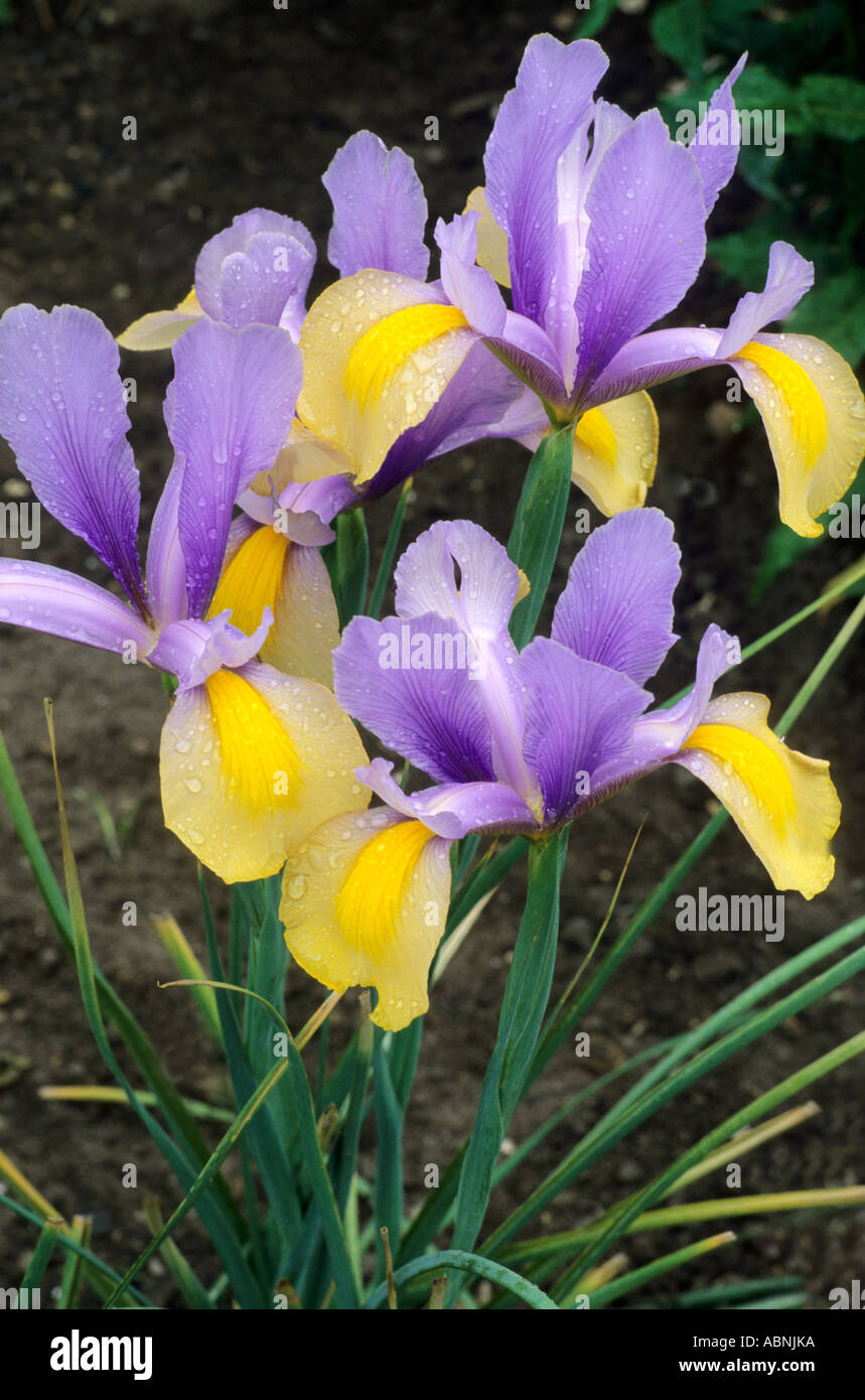Iris Dutch hybrids Stock Photo - Alamy
