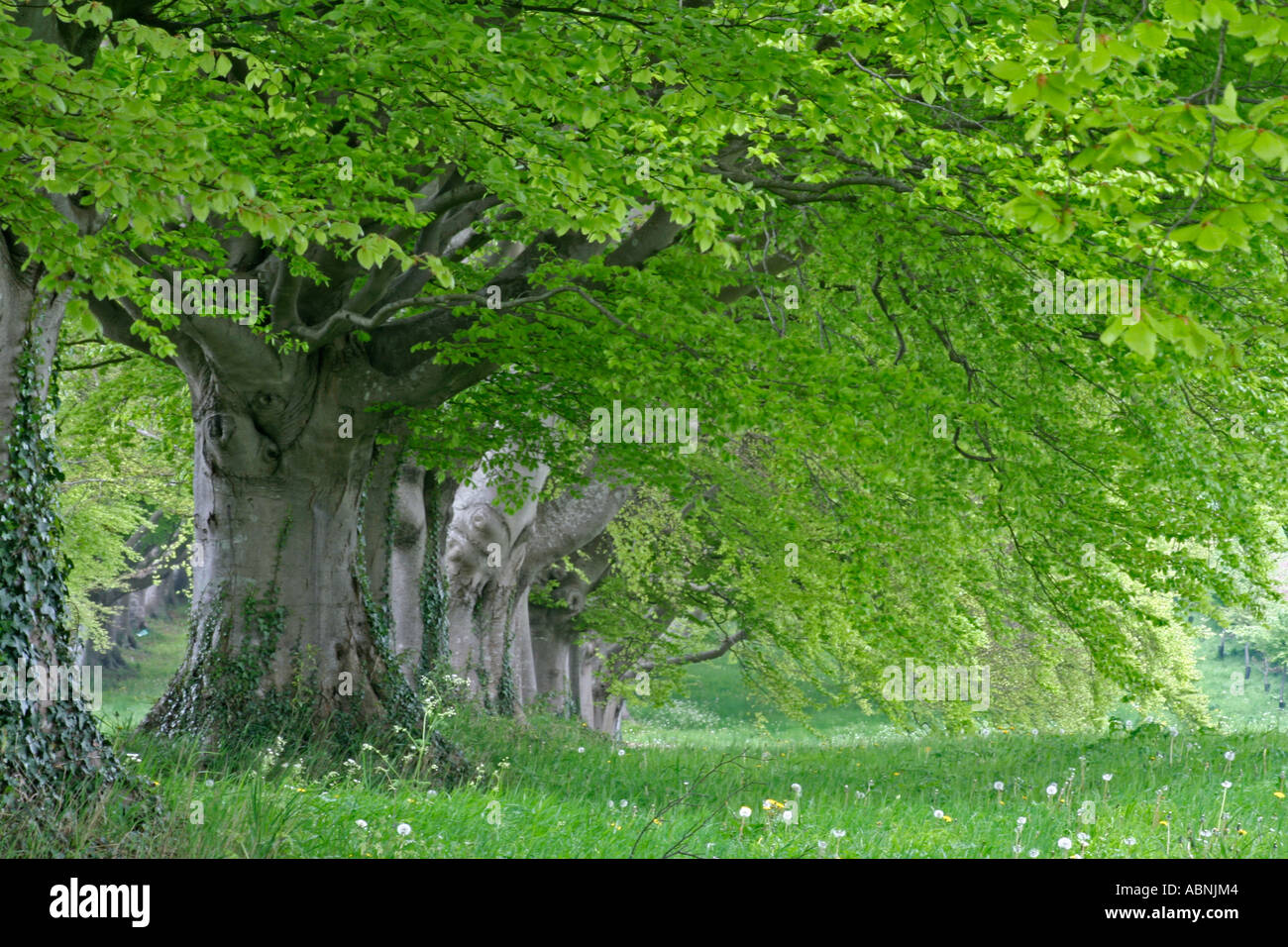 Beech Trees in Spring, Dorset, UK. Europe Stock Photo - Alamy