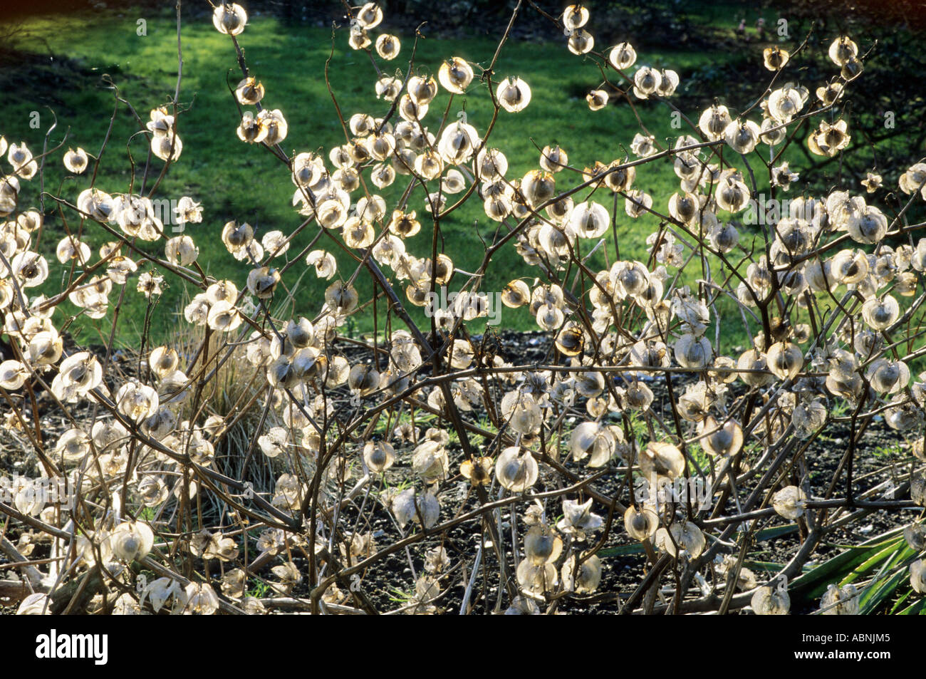 Nicandra physalodes seed heads Stock Photo - Alamy