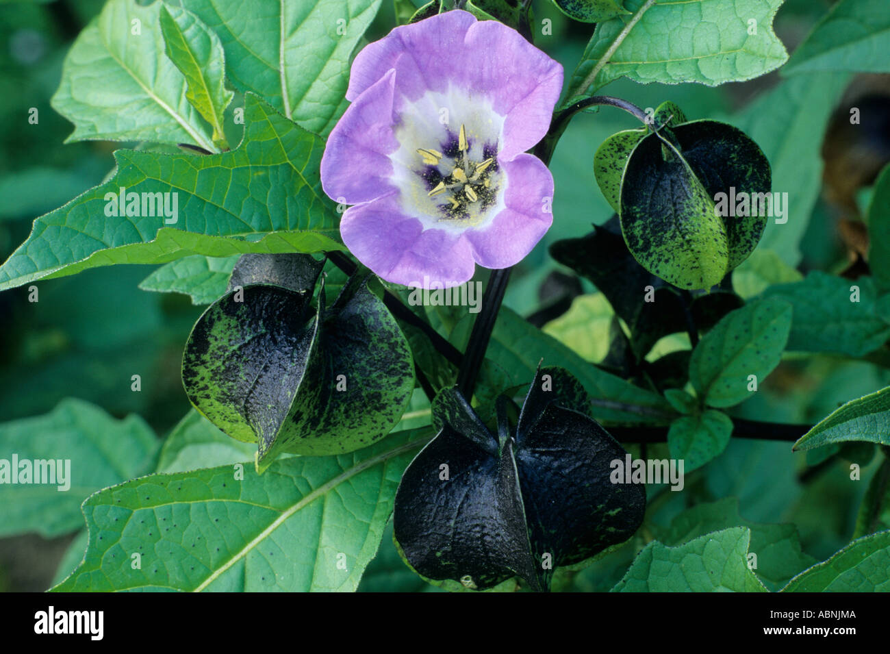 Fruits of nicandra hi-res stock photography and images - Alamy