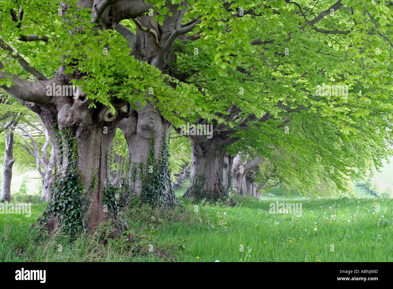 Beech tree leaves spring uk hi-res stock photography and images - Alamy