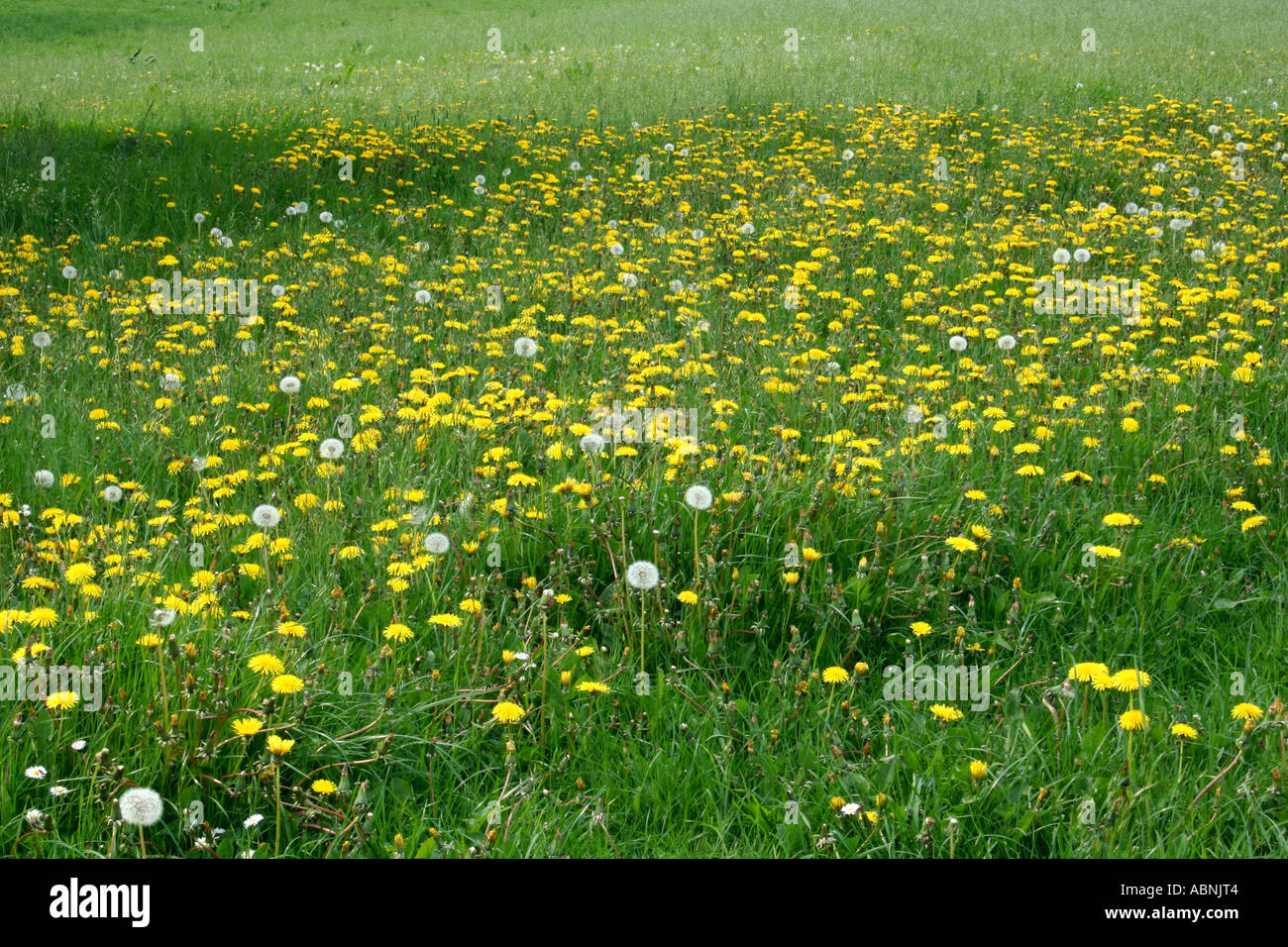 Yellow white dandelions flowers hi-res stock photography and images - Alamy