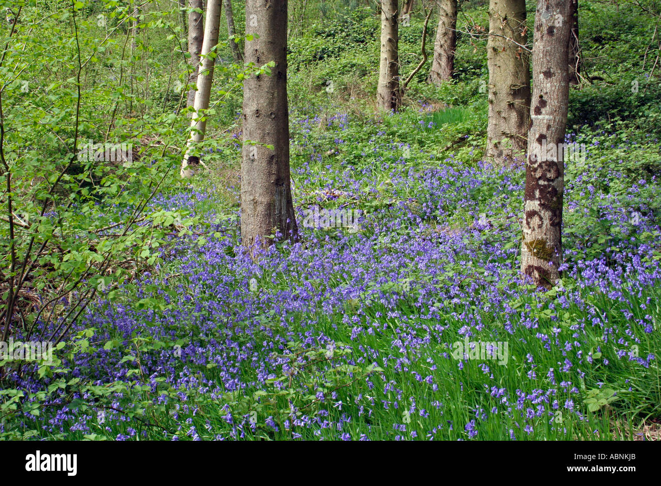 Common woodland wildflowers hi-res stock photography and images - Alamy