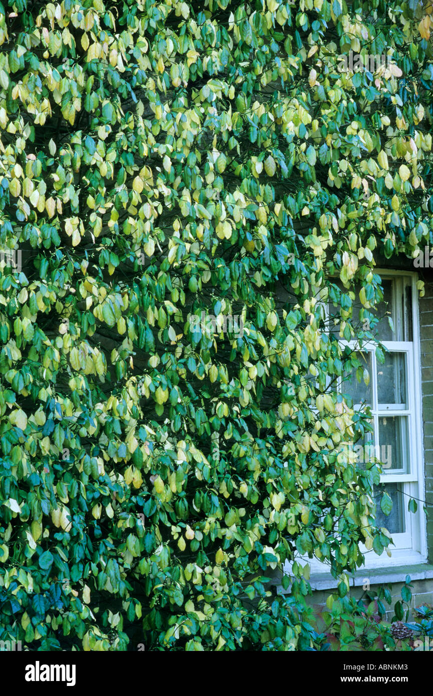 Climbing euonymus hi-res stock photography and images - Alamy