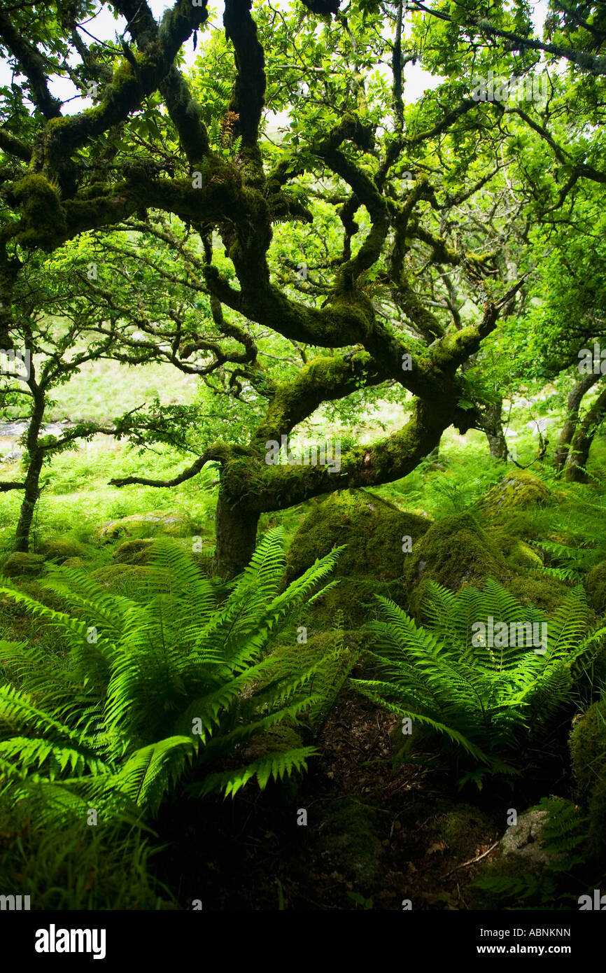 Ancient pedunculate oak trees Quercus robur in Wistmans Wood National ...