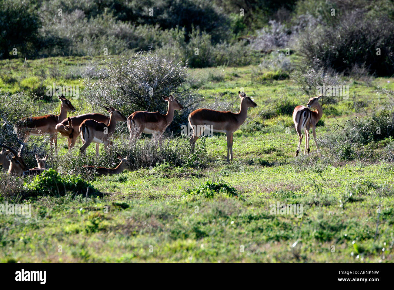 Impala, Aepyceros melampus, Cape, S. Africa, group foraging Stock Photo ...
