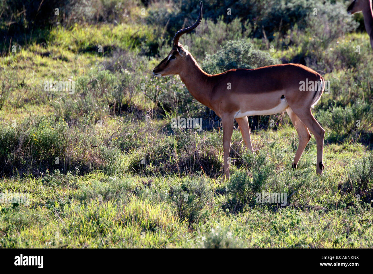 Impala, Aepyceros melampus, Cape, S. Africa, walking on grassland Stock ...