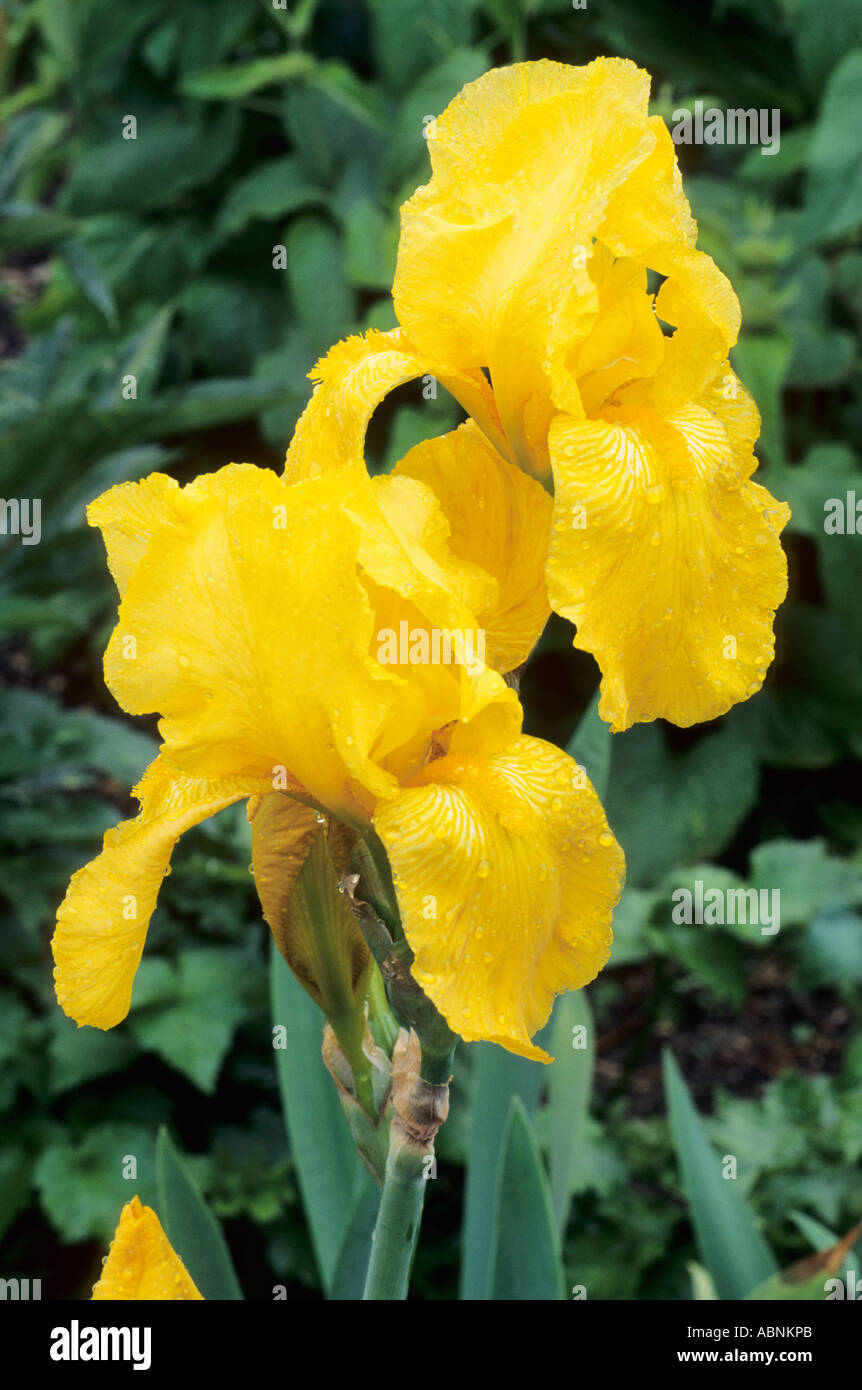 Berkeley plant hi-res stock photography and images - Alamy