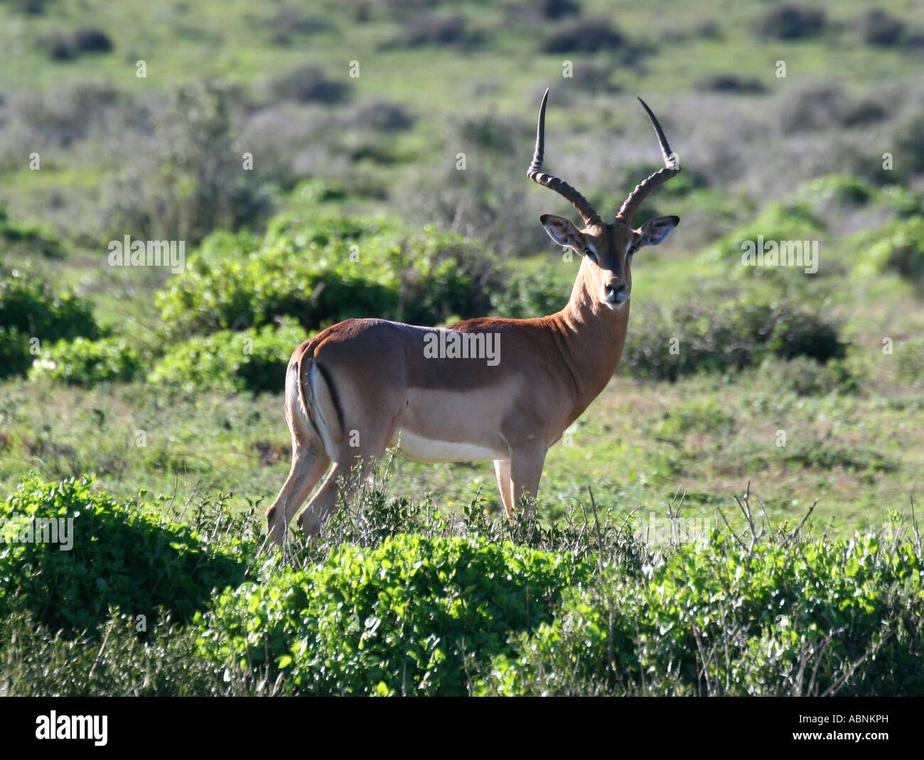 Impala, Aepyceros melampus, Cape, S. Africa, walking on grassland Stock ...