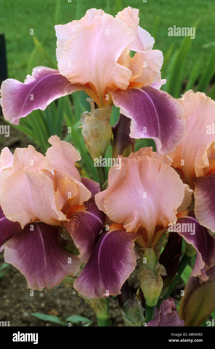 Iris carnaby hi-res stock photography and images - Alamy