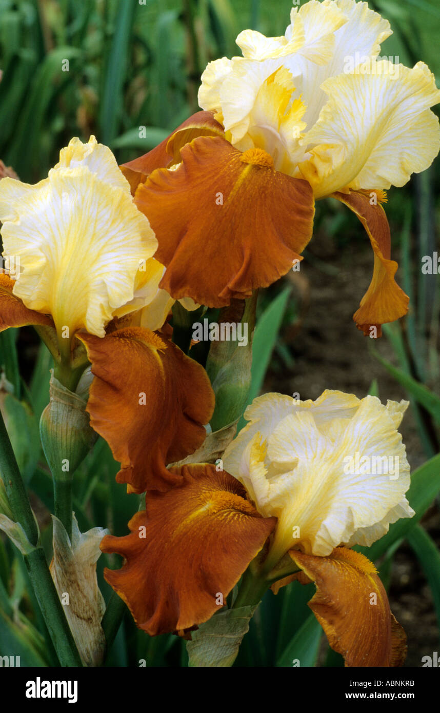 Fall fiesta hi-res stock photography and images - Alamy