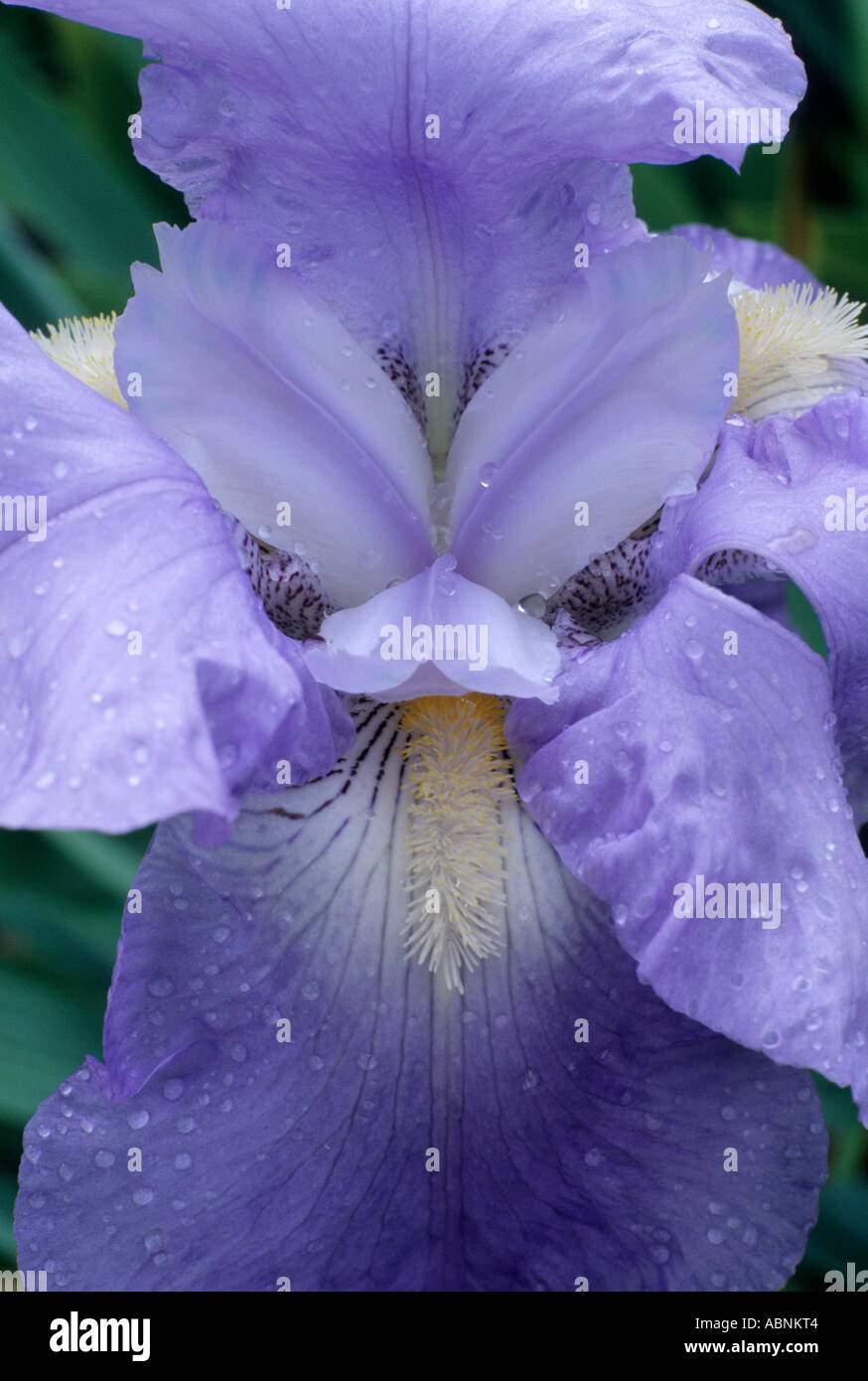 Iris Jane Phillips Stock Photos & Iris Jane Phillips Stock Images - Alamy