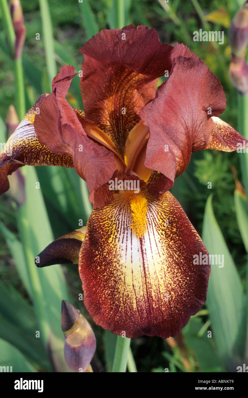 Iris 'Kent Pride', tall bearded Stock Photo - Alamy