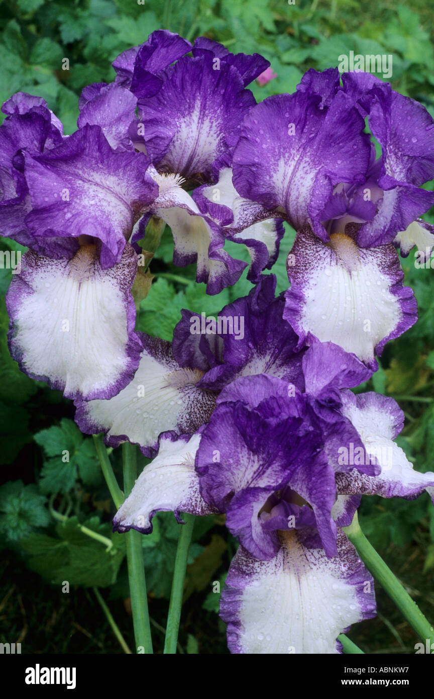 Iris 'Loop the Loop', tall bearded Stock Photo - Alamy