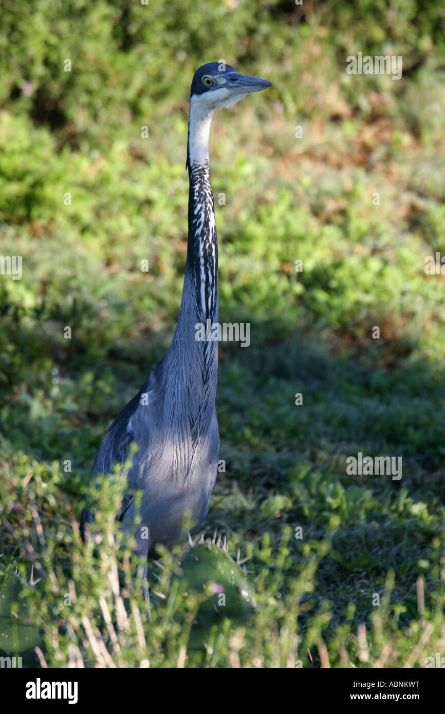 Black headed heron, Ardea melanocephala, Cape, S. Africa Stock Photo ...